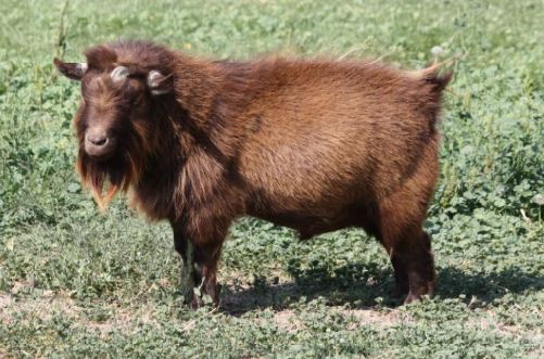 Mosey On Over: FOR SALE!!