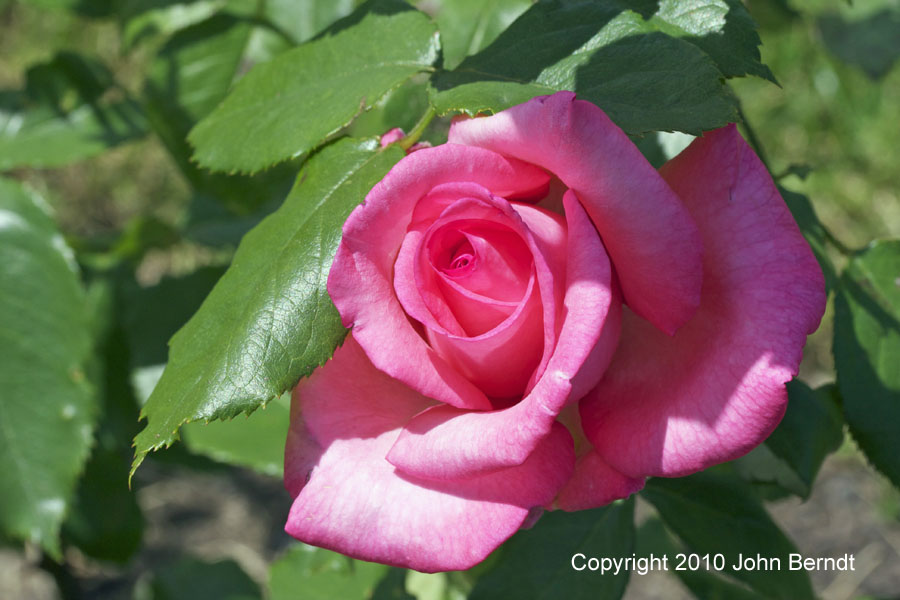 Maplewood Rose Garden Pictures
