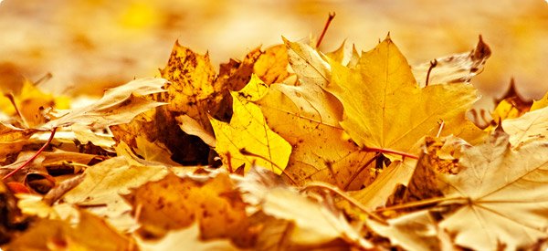 Gene's Green Scene: 7 Thoughtful Uses of Dead Tree Leaves