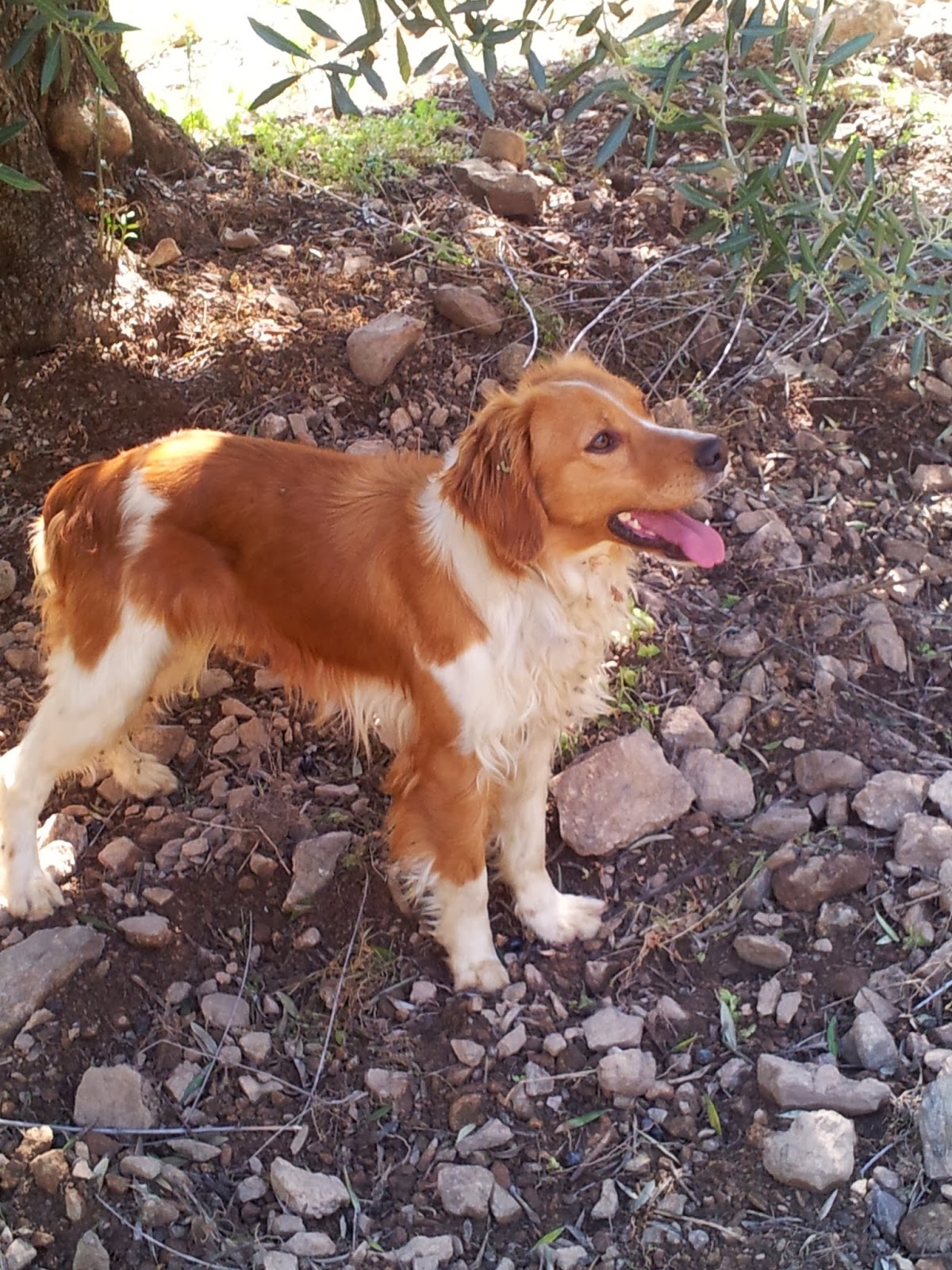 spaniel bretón | Perros de caza
