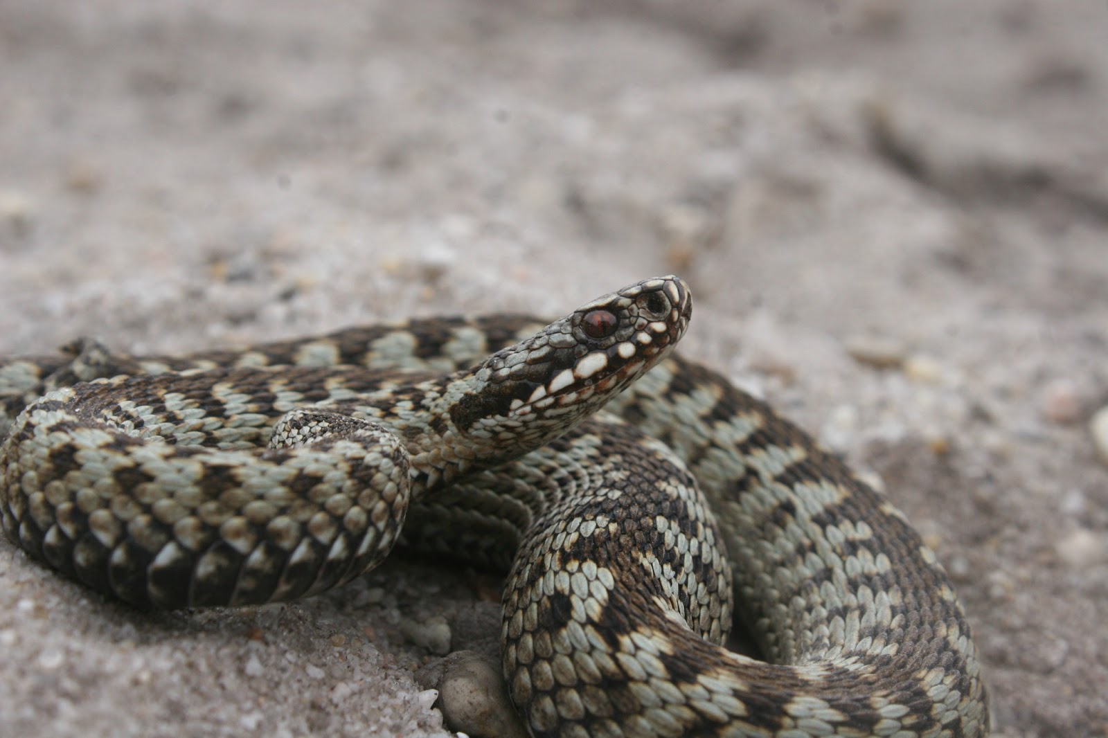 Slangen van ´t Nederlands taalgebied en West-Europa : De Adder op de ...