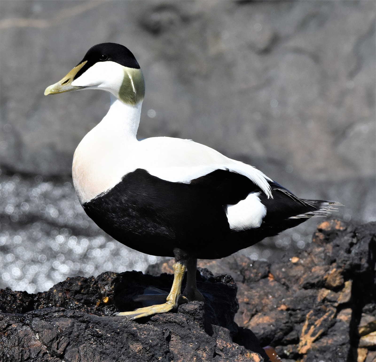 Andrew Robin photography.: Eider Duck. (Male)