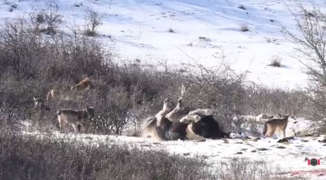 White Wolf : Wolves Surround This Horse, But The Horse's Actions Leave ...