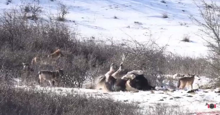 White Wolf : Wolves Surround This Horse, But The Horse's Actions Leave ...