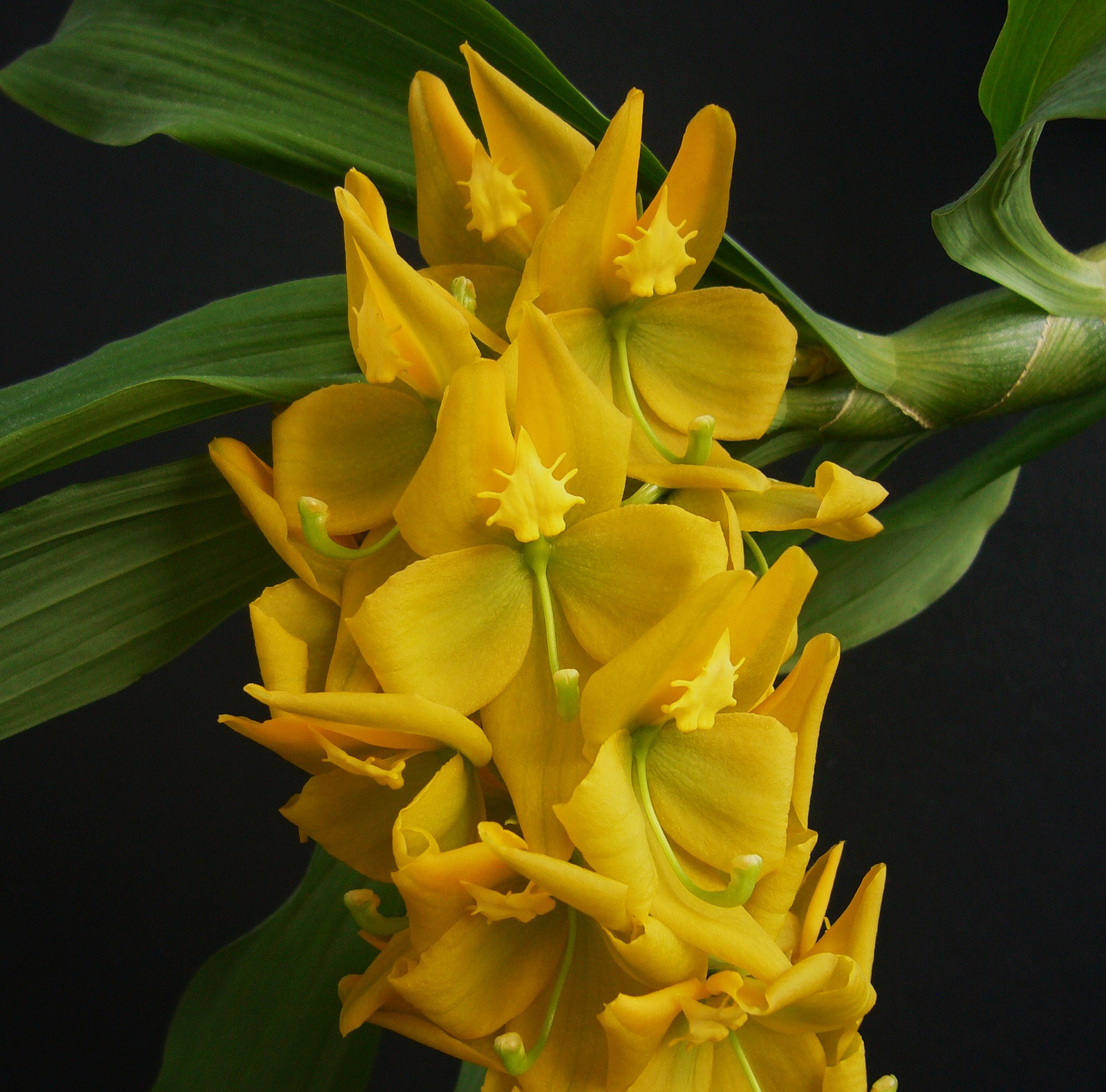 EXPOR ORQUIDEAS.COM: Clowesia - Mormode - Cycnoches