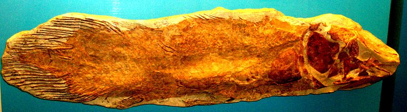 Artes de Pesca: VAMOS A PESCAR CELACANTO