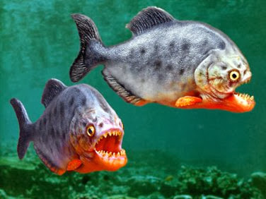 Eliel Bezerra.: Ataque de piranhas deixa mais de 40 feridos na Argentina