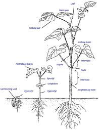 Horti Fresh: Apa itu Botani?