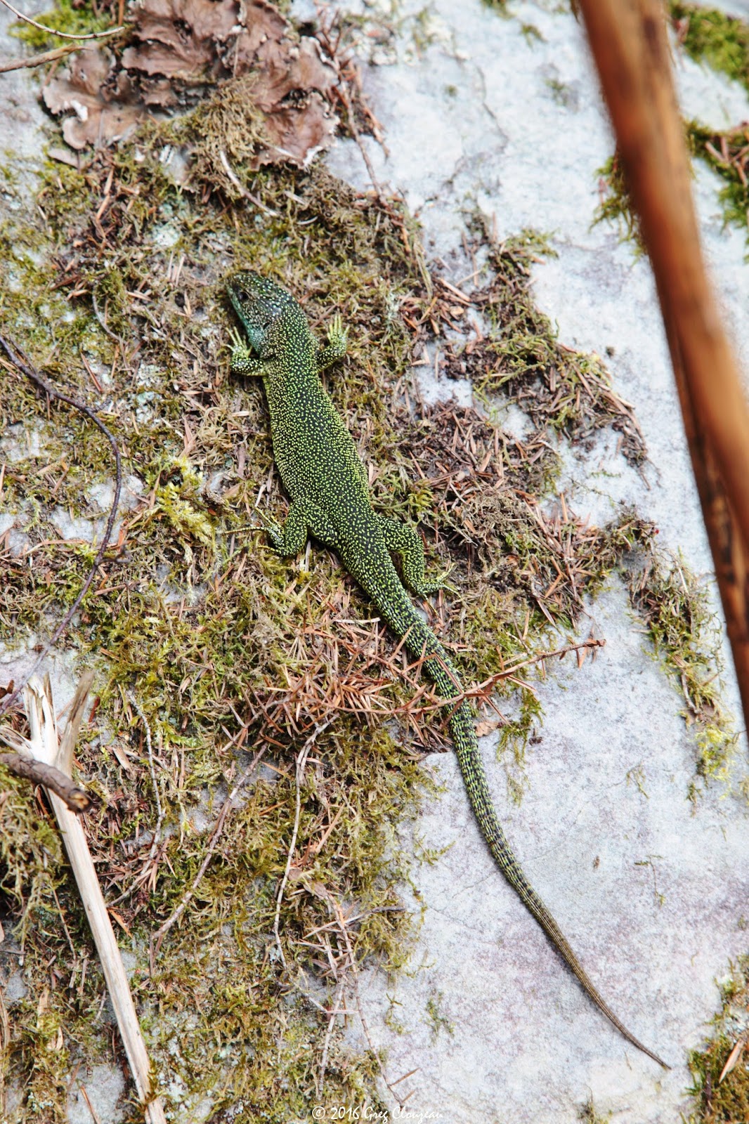 Le retour des lézards verts en forêt de Fontainebleau ~ FontaineBleau ...