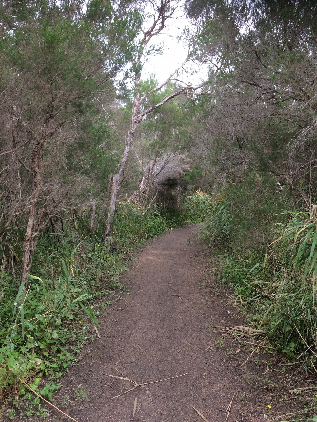 East-Gippsland Birds: Nowa Nowa Birding