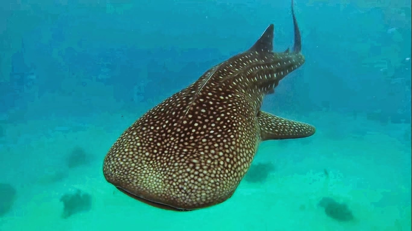 Filipiny Raj Na Ziemi: Whale Sharks - Rekiny Wielorybie