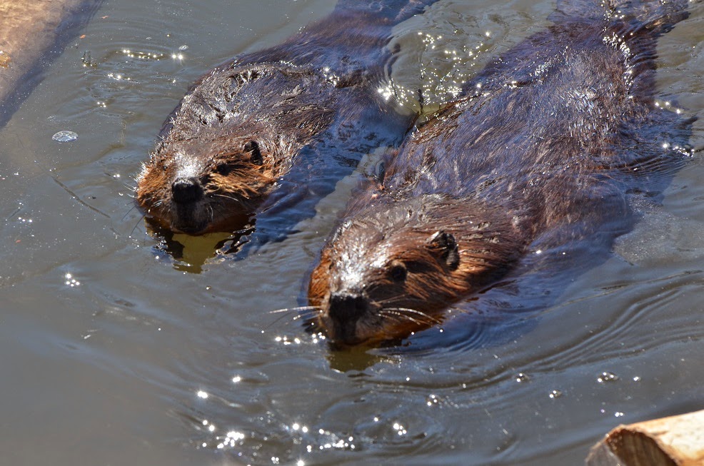 Tales From The Wilds: Beavers Emerge From the Ice