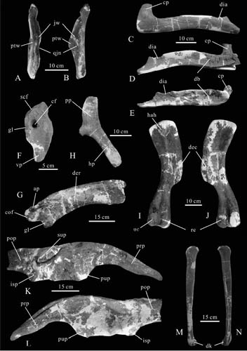 Species New to Science: [Paleontology • 2008] Wulagasaurus dongi • a ...