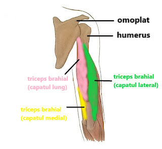 train yourself: Muschii membrelor superioare