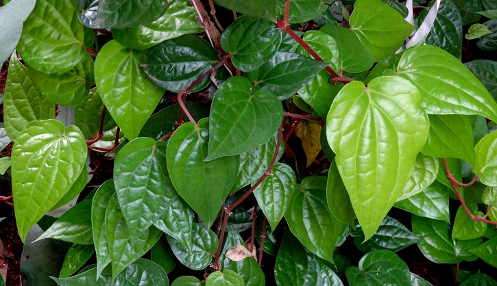 Paan Khane Ke Fayde Aur Nuksan Betel Leaf Benefits In Urdu Hindi Urdu Babu paan-khane-ke-fayde-aur-nuksan-betel-leaf-benefits-in-urdu-hindi-urdu-babu