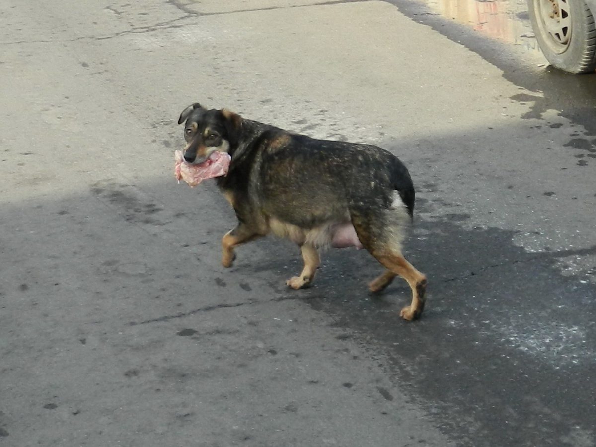 LA MULTI ANI, ROMANIA!: Caine vagabond pe strada Samuil Vulcan
