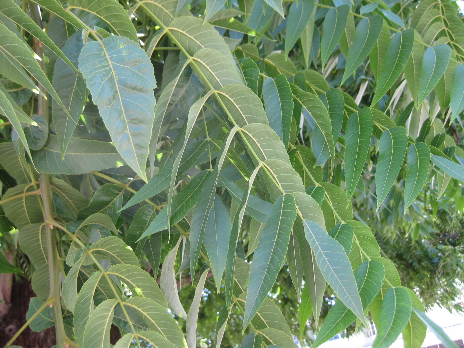 Trees of Santa Cruz County: Juglans nigra - Black Walnut