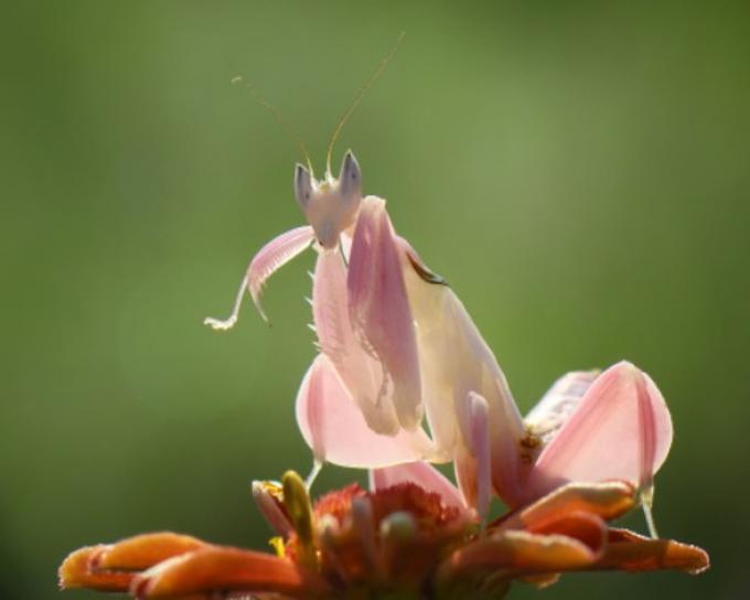 Insectos: MANTIS ORQUIDEA ( HYMENOPUS CORONATUS)