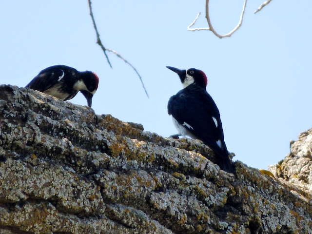Geotripper's California Birds: Acorn Woodpeckers on the Tuolumne River