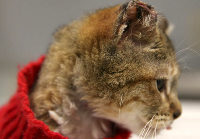 Four legged friends (and enemies): Frostbitten cat reminds of need to ...