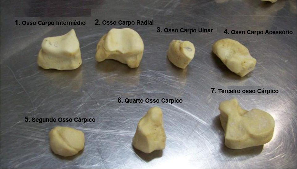 Anatomia Animal: Prática de Membros Torácicos (Ossos do Carpo)