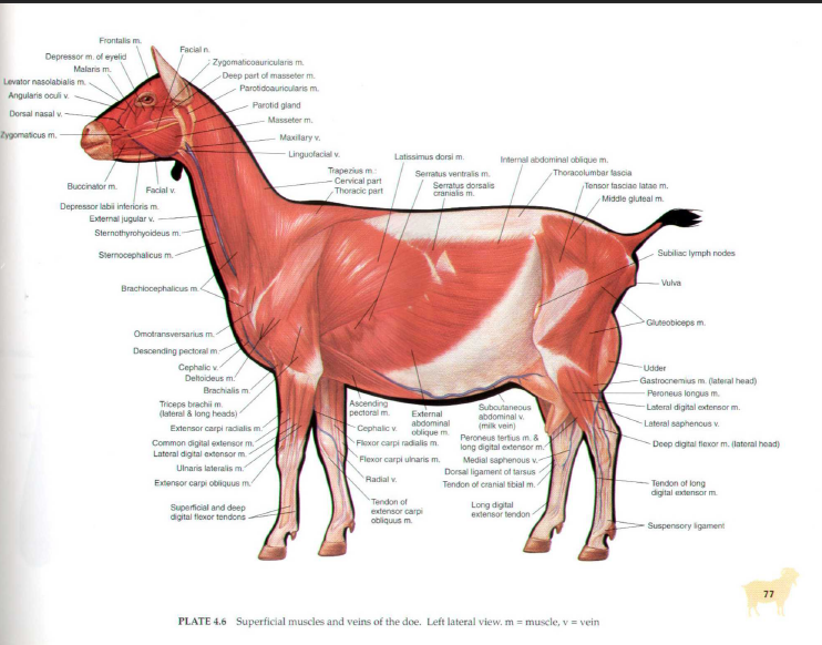 Vet Blog: Muscular System
