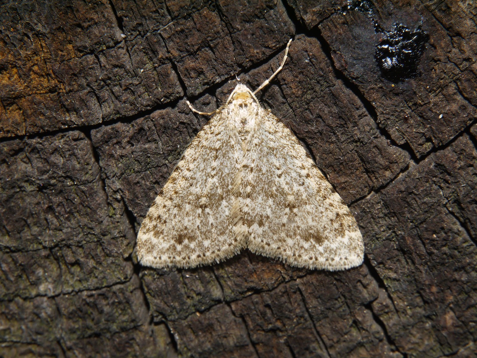 Northwest Norfolk Naturalists: Three early-season moths