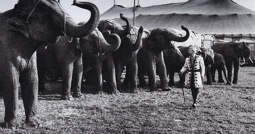 Buckles Blog: #16 Elephant Men