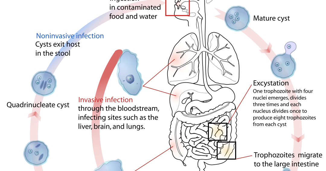 Le parasitisme et La prédation