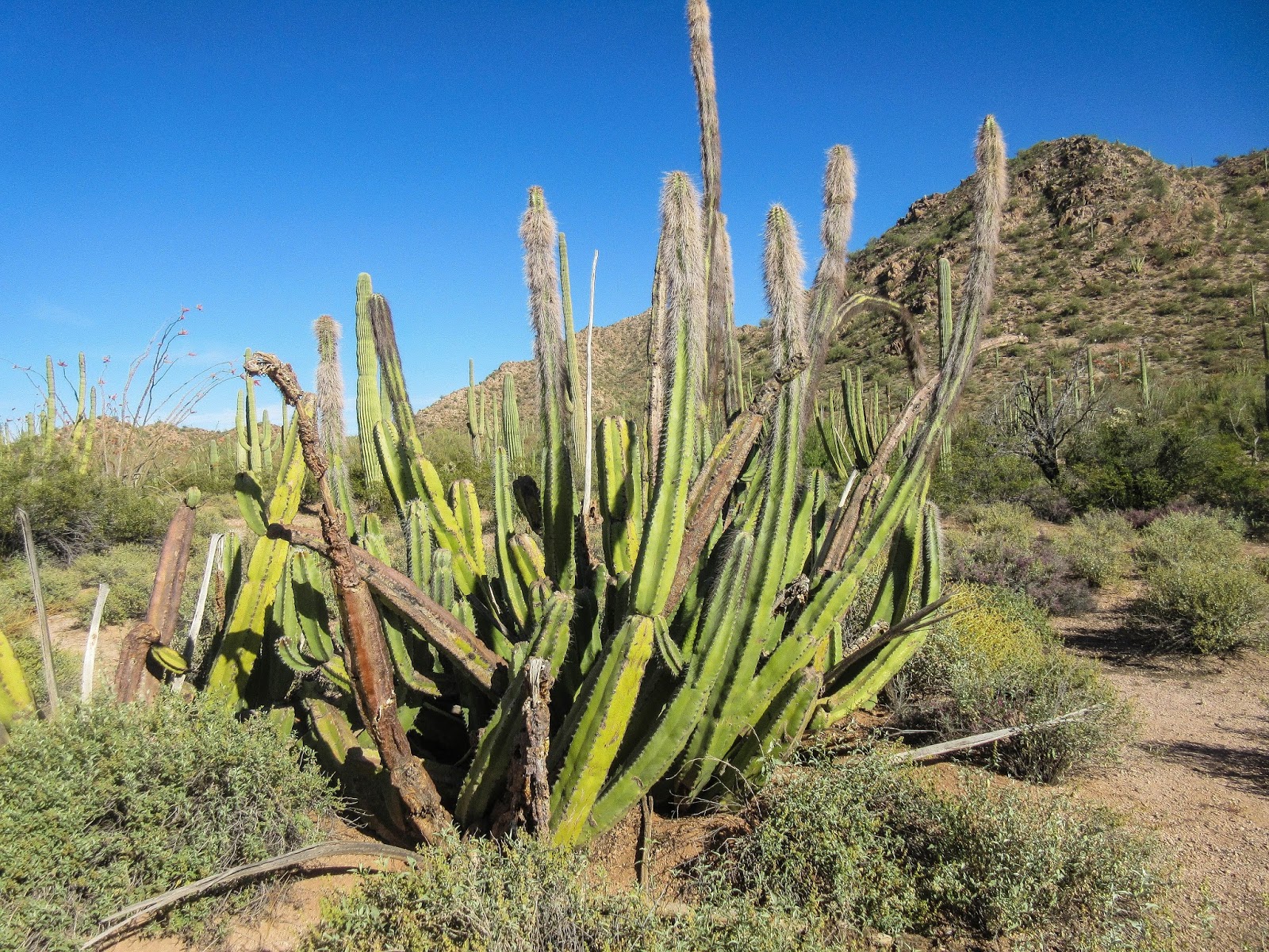 Cannundrums: Senita Cactus - Organ Pipe Cactus Nat'l Monument