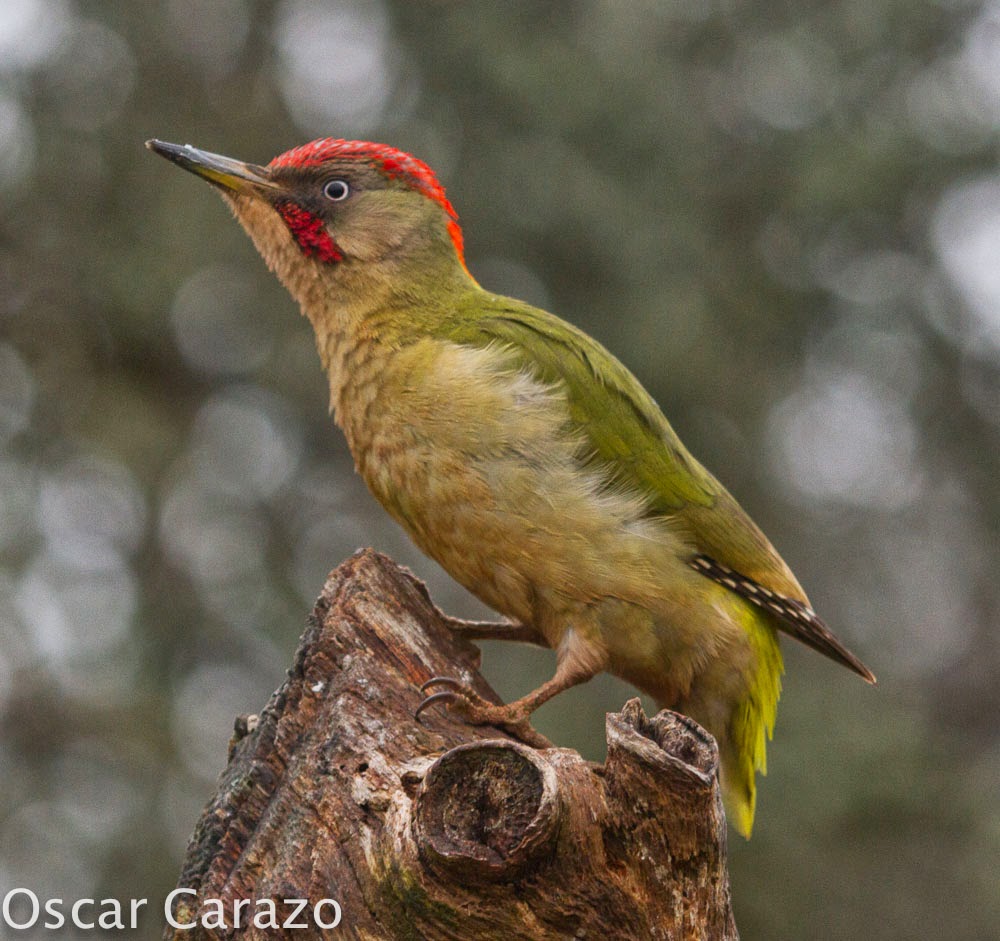 AVESANTURTZI: PITO REAL