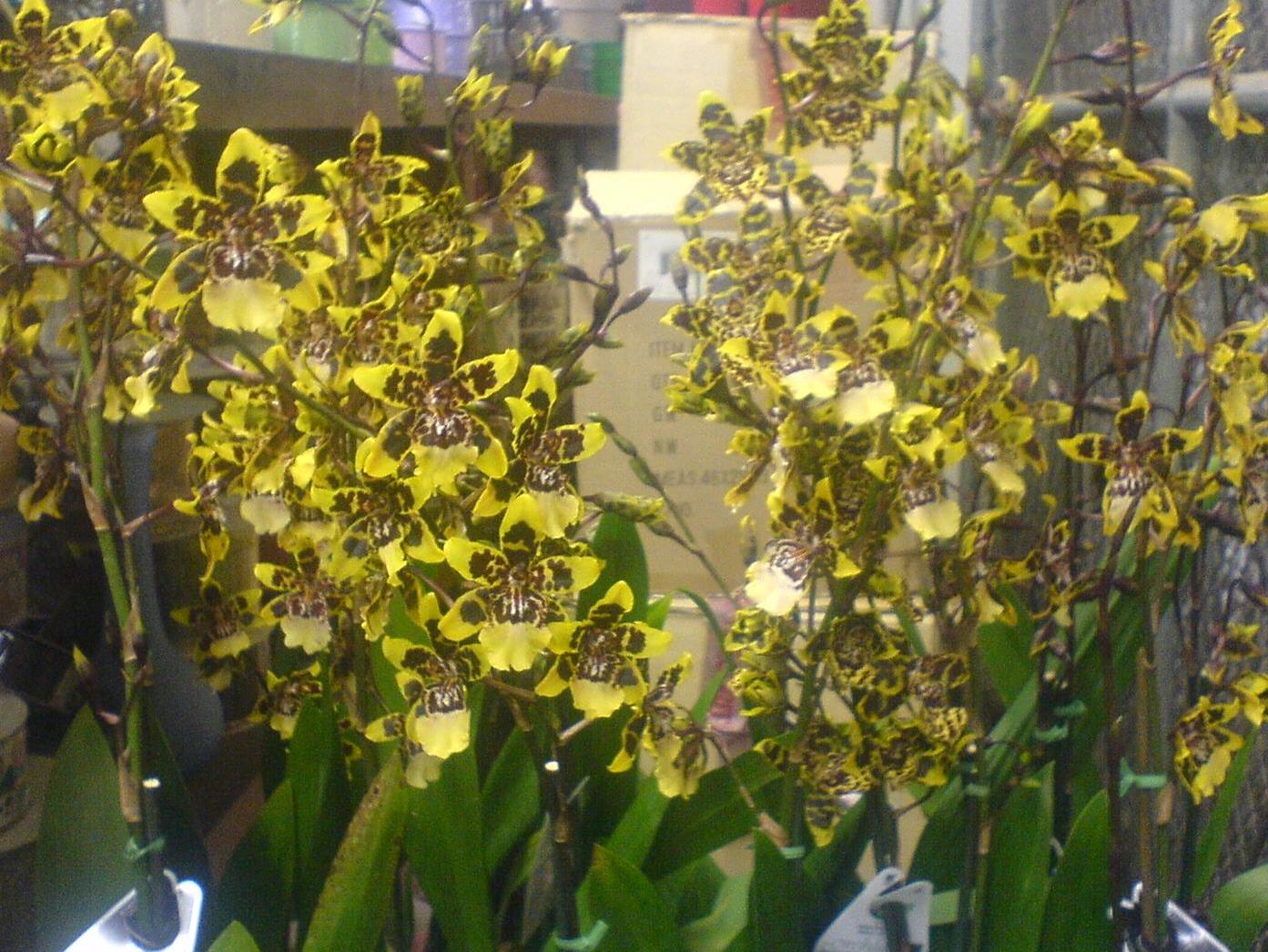 Flowers: Oncidium