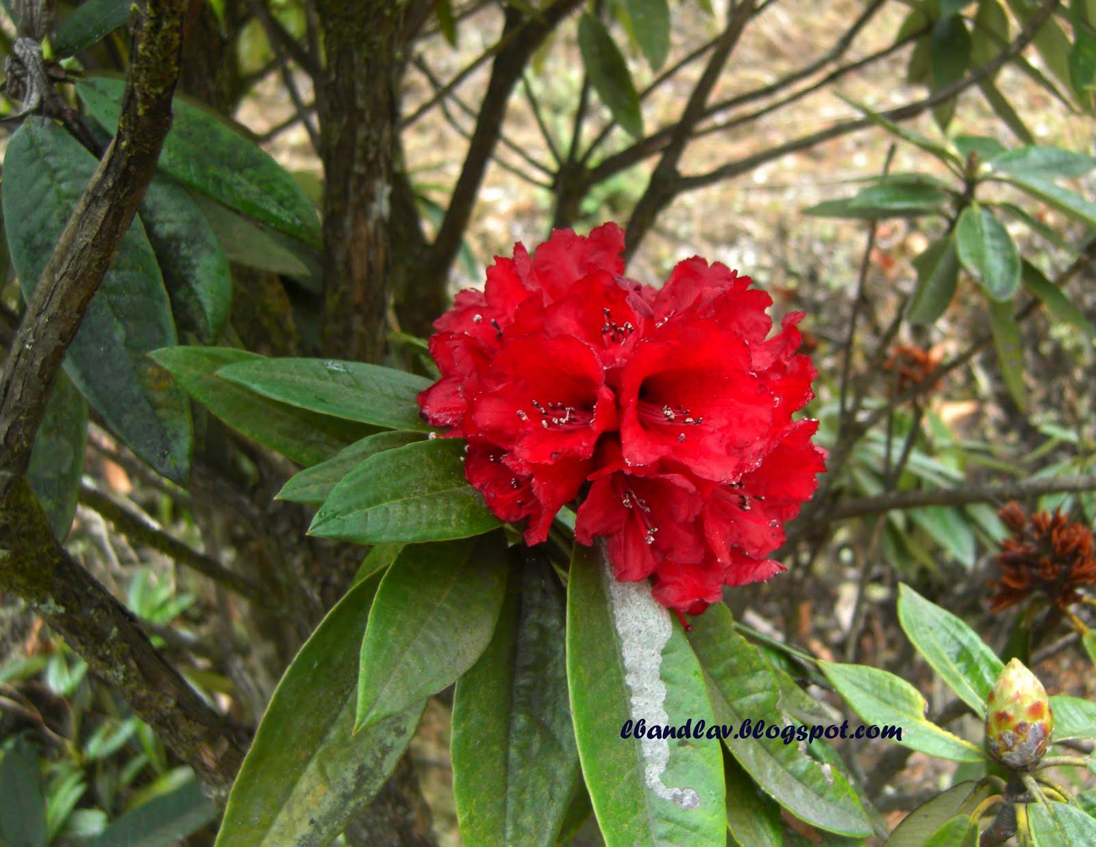 My Thoughts.. My Views....: Rhododendron flowers!!