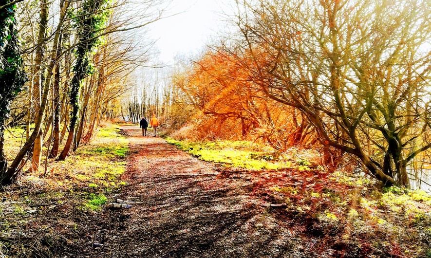 Wading Through Treacle: RSPB Ham Wall