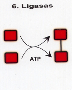 Bioquimica: ENZIMAS Y CARBOHIDRATOS