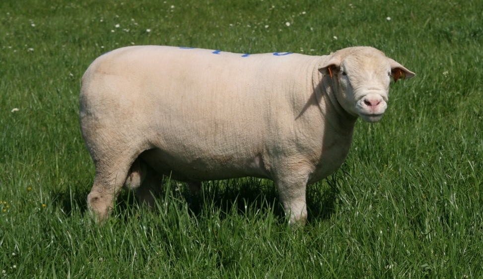 OVINOS ILE-DE-FRANCE: Imagens