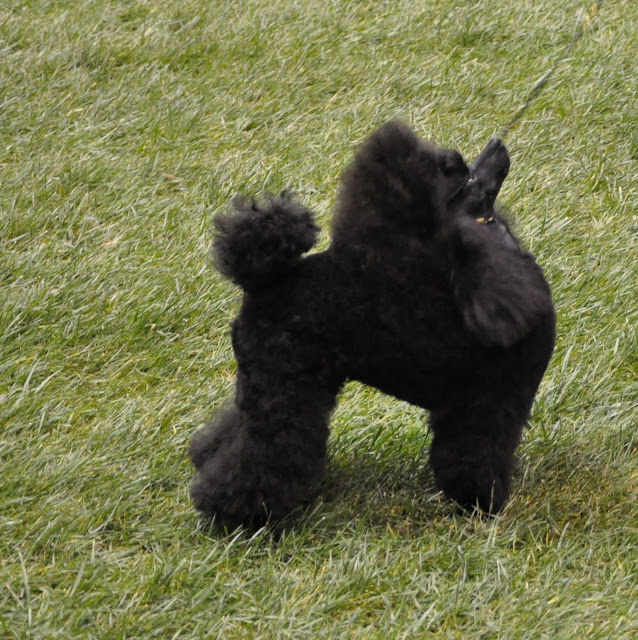 Karamba Toy Poodles: About Karamba Poodles