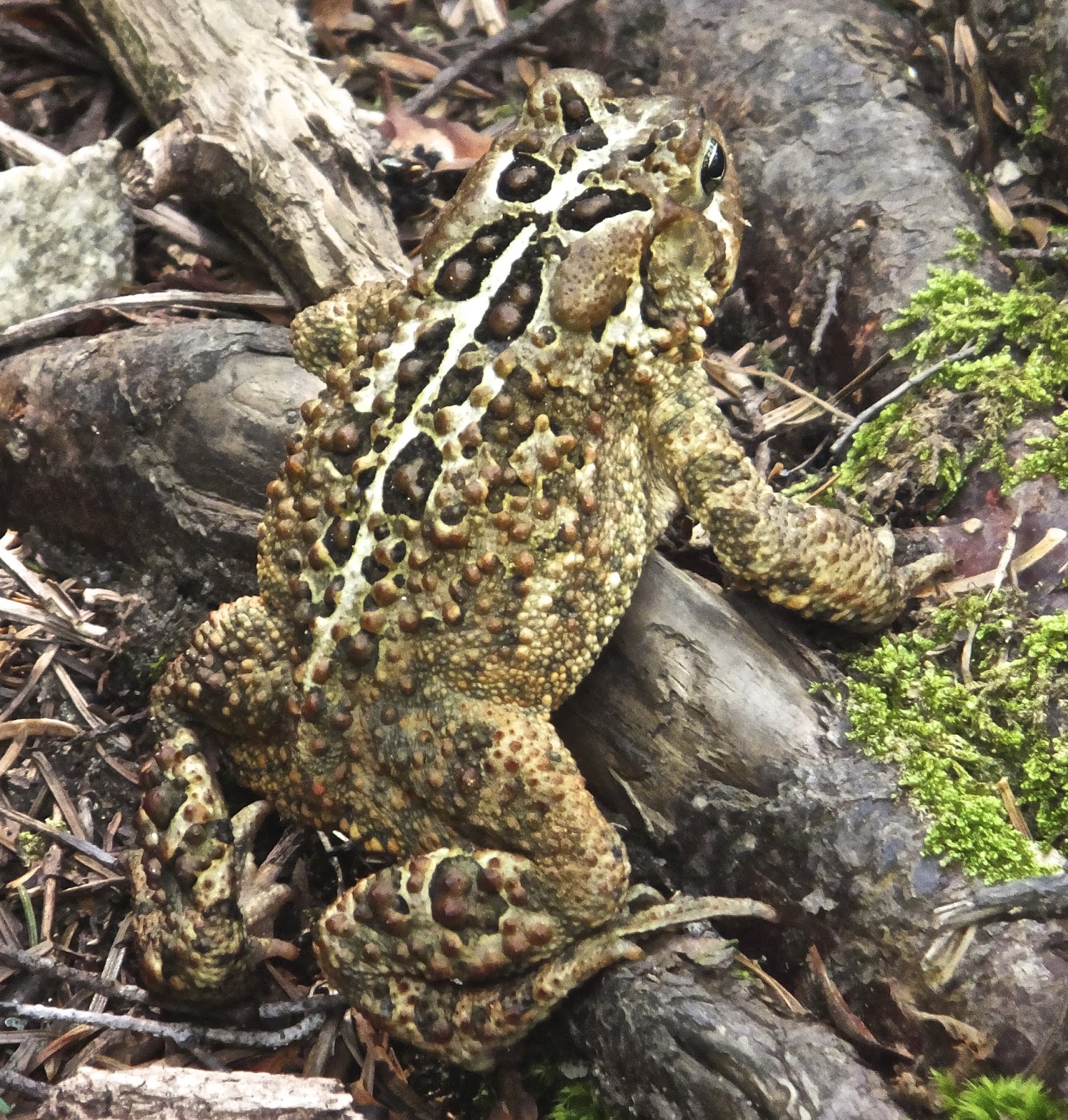 Merry@Syracuse: Three Toads in the White Mountains, NH