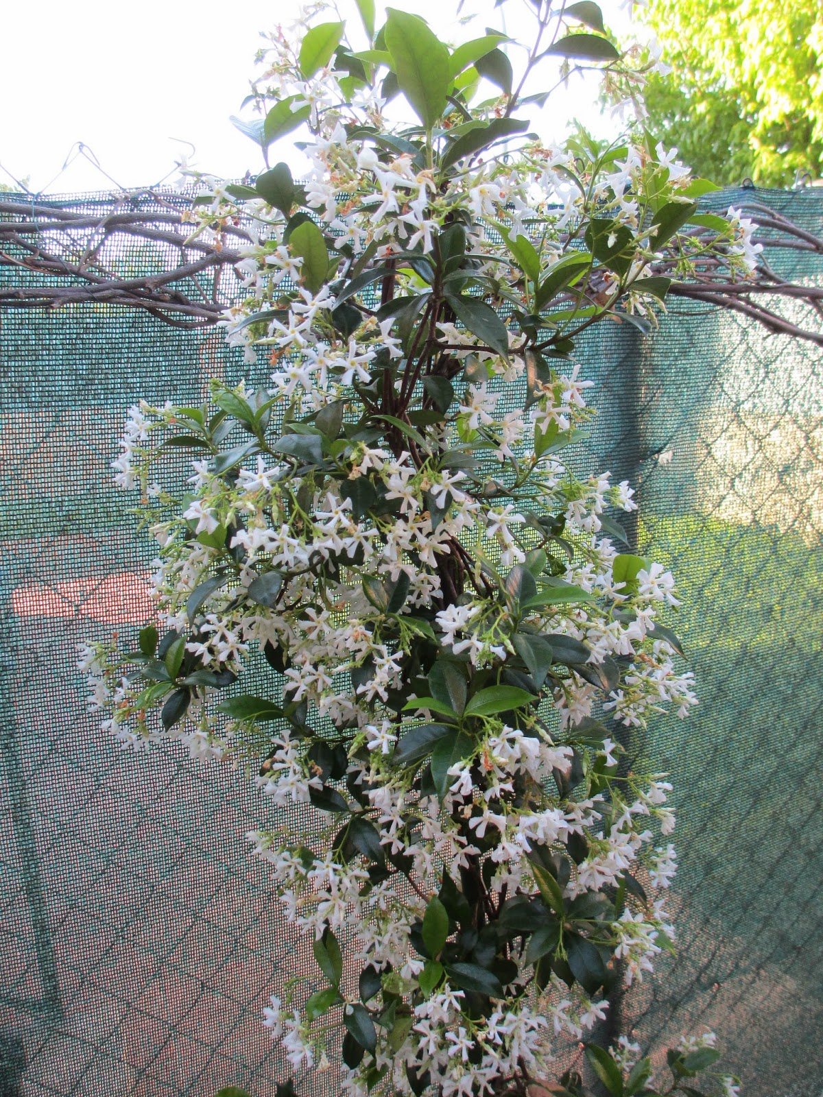 La Mar de VeRde: JASMINUM OFFICINALE O JAZMIN COMUN