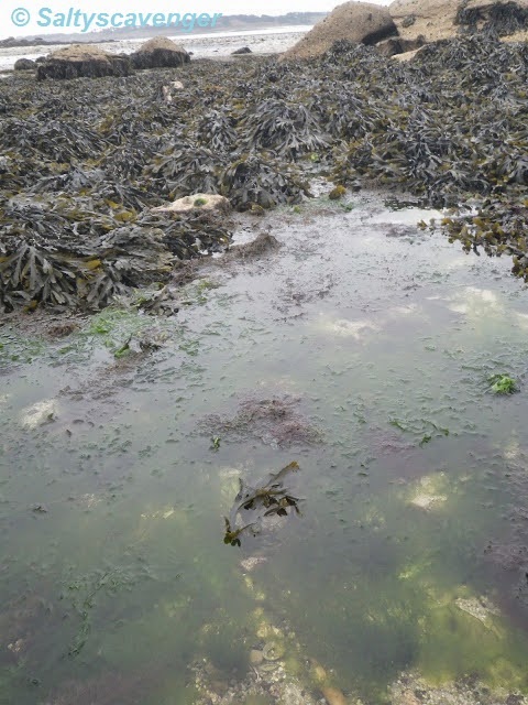 Rock Pooling: Examples of littoral rock habitats: