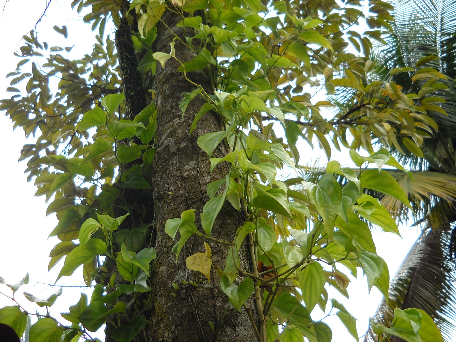 KENALI POKOK SAYANGI POKOK: POKOK SIREH