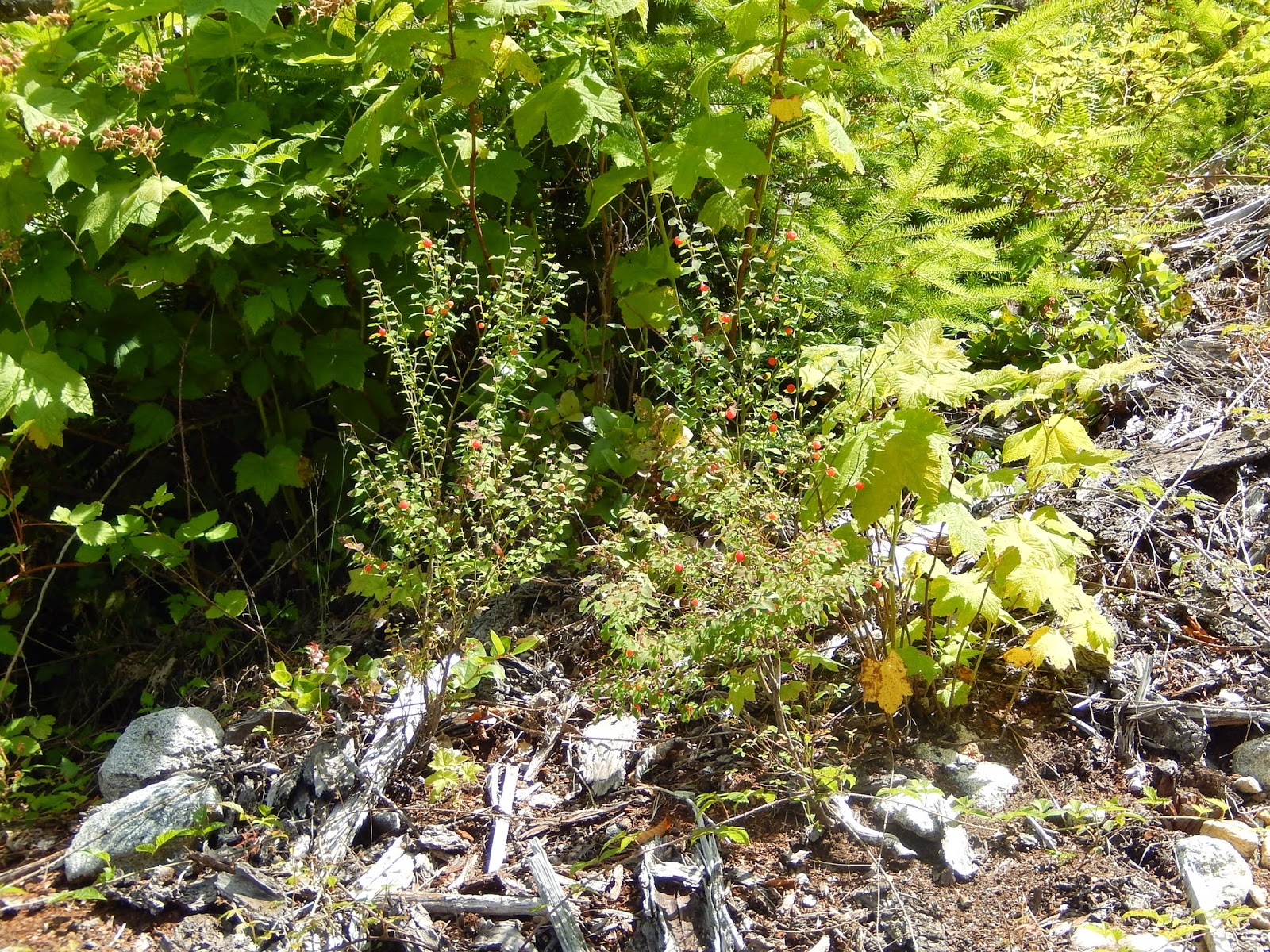 Powell River Books Blog: Coastal BC Plants: Red Huckleberry
