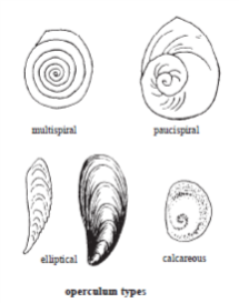 Collin Lab Student Blog: Natica what?