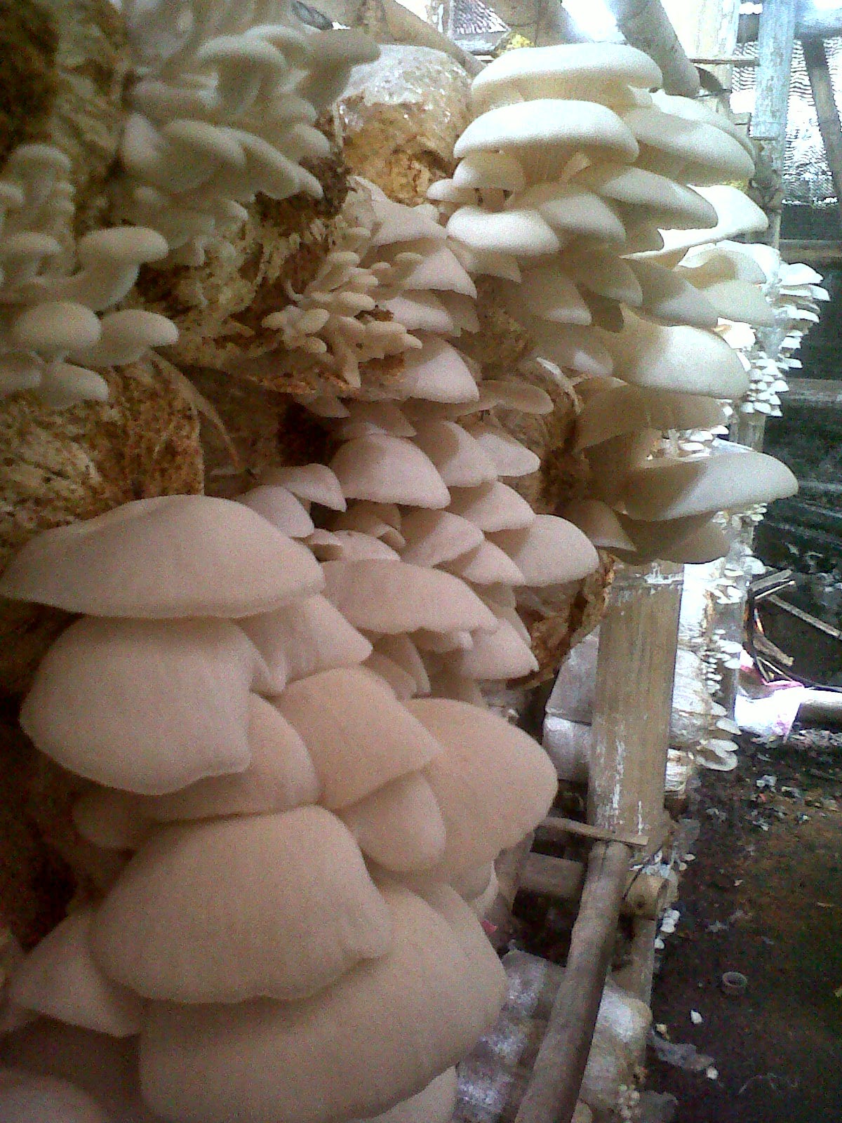 JAMUR TIRAM BERKUALITAS: BUDIDAYA JAMUR TIRAM "KOMPOSISI CHICKEN MANURE"