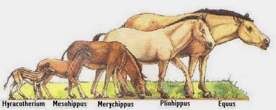 HORSES: Evolution of the Horse