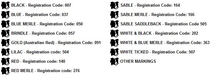 Alice's Silver Years: AKC Official Border Collie Colors - There are MANY!