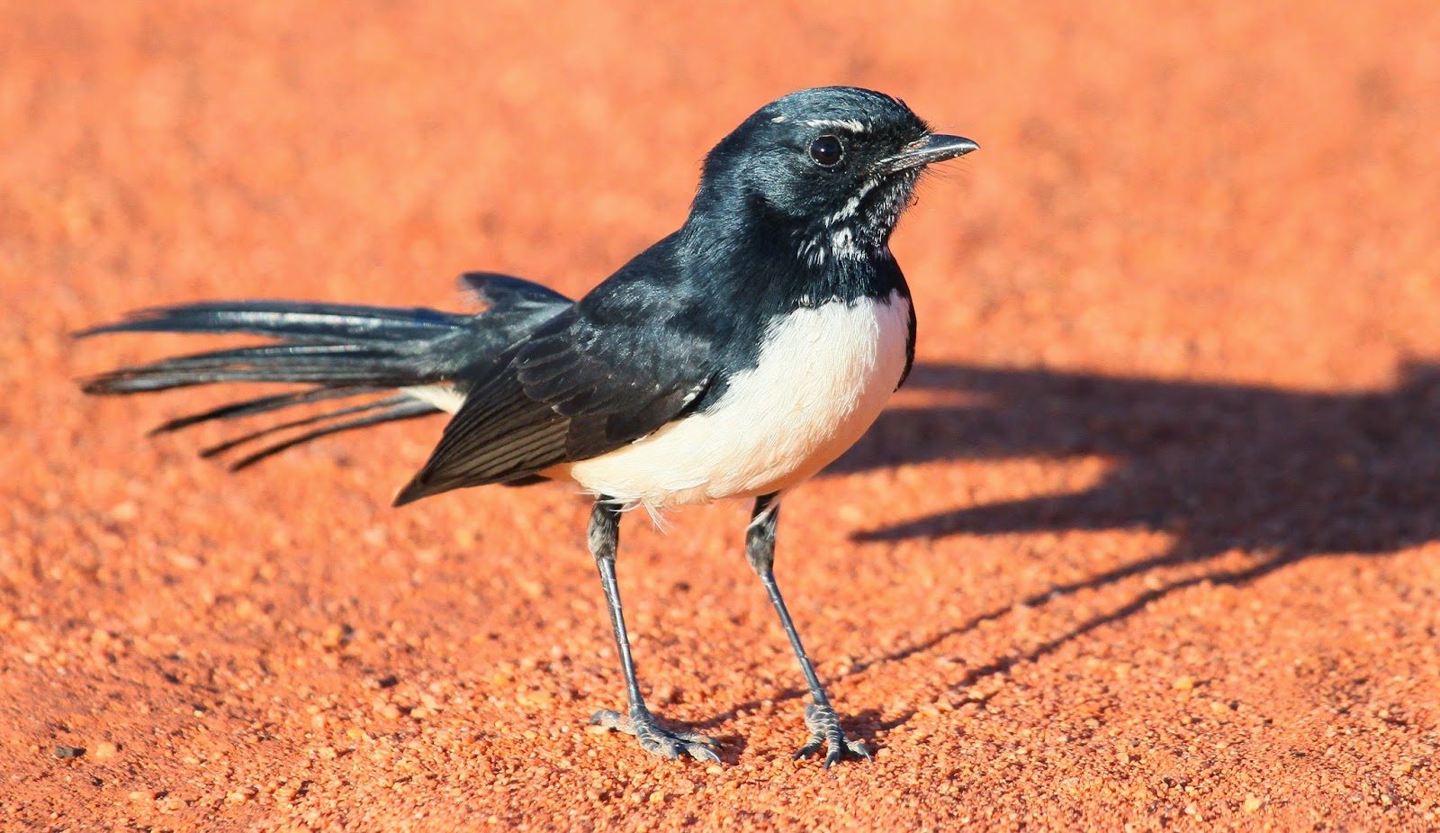 Richard Waring's Birds of Australia: Splendid Fairy-wren, Willie ...