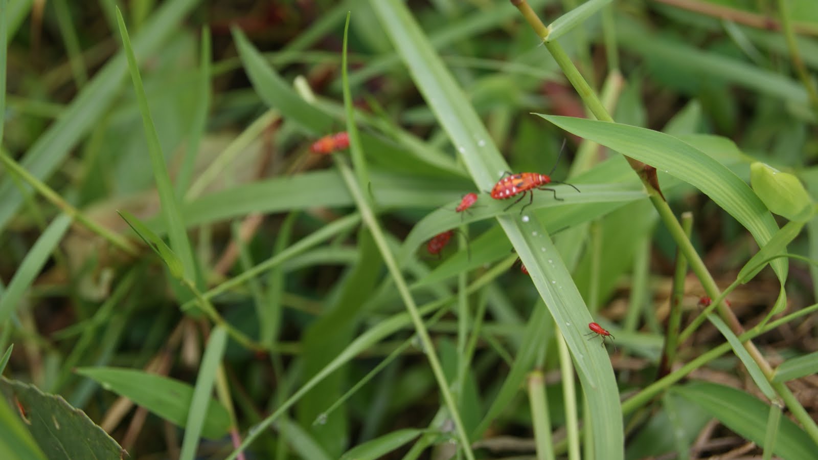 Roselle surrendering to red bugs - Design Kebun