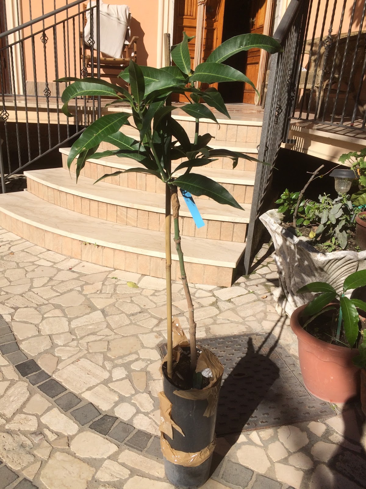 Impianto di mango "Kensington Pride" a Casoria (Napoli) - FruttAma.it ...