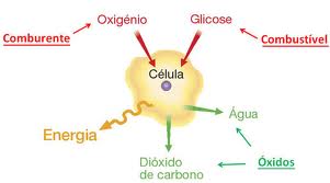 Ciências Fisico-Químicas: Combustões